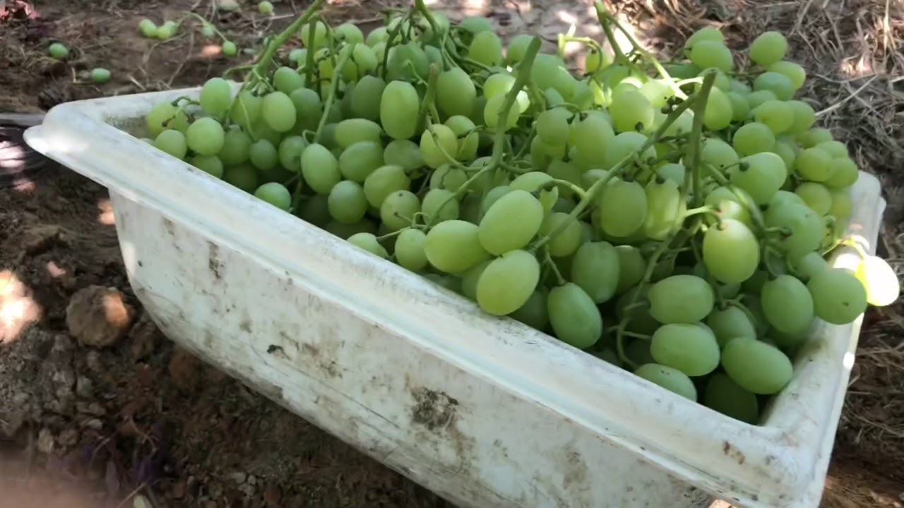 Pisca De Uva Parte 2 - YouTube