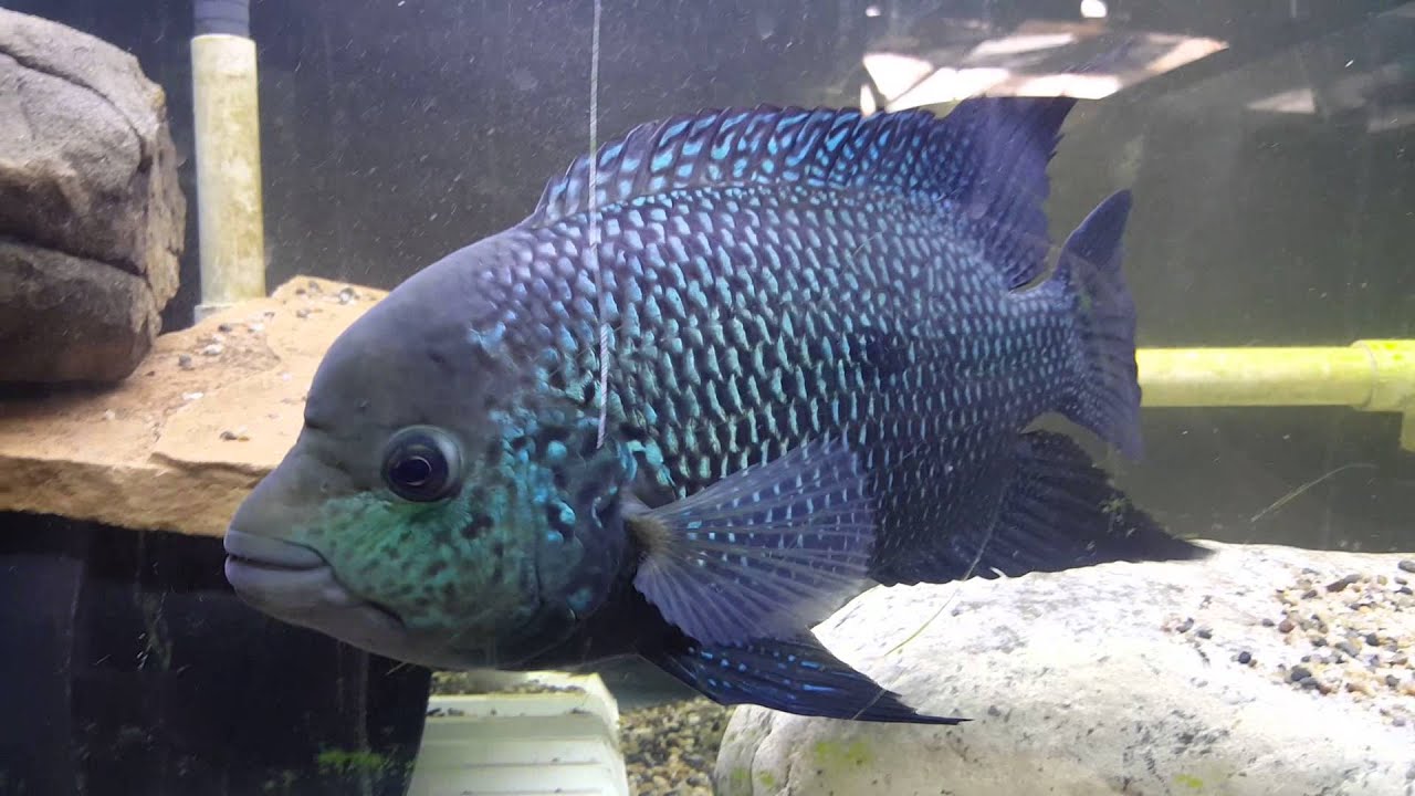 Umbee Cichlid