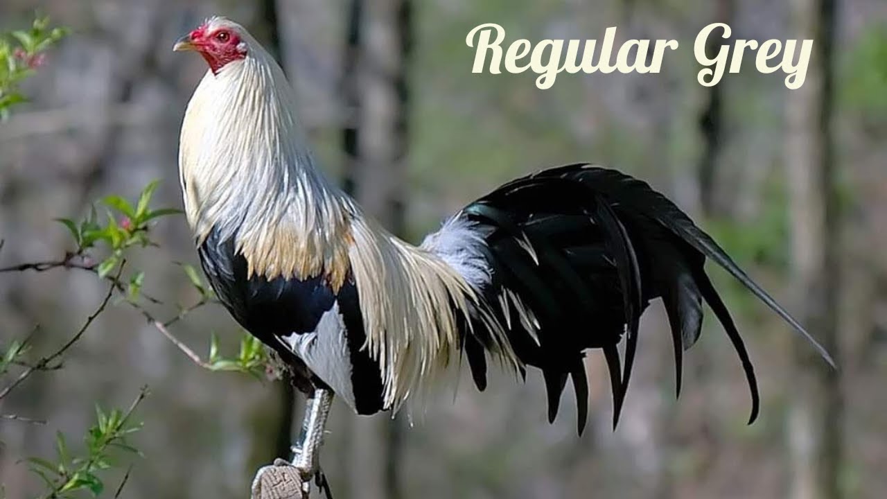Trio De Cria ,Gallo Regular Grey ,Gallina Yellow leg hatch y Gallina ...