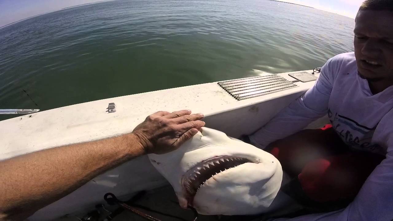 Chop n drop shark fishing Boca - YouTube