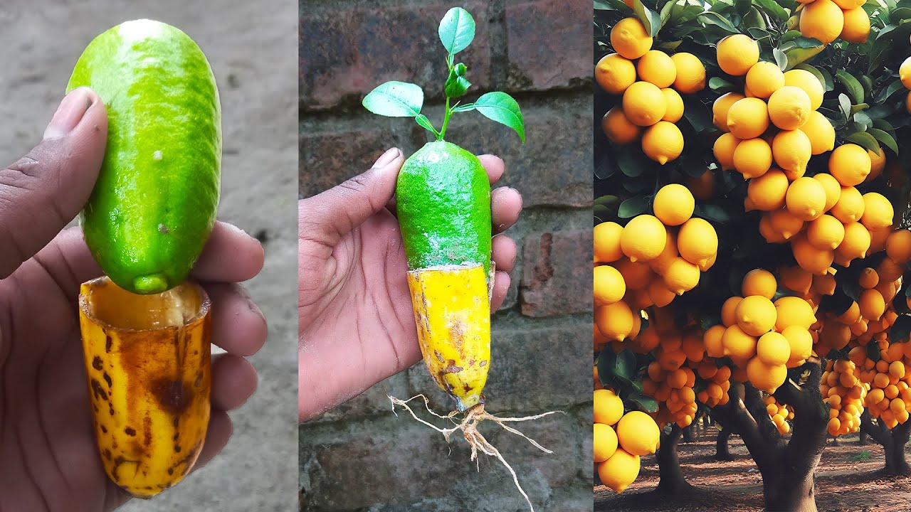 Unique Skill Growing Lemon Tree Using banana With Quick and Easy ...