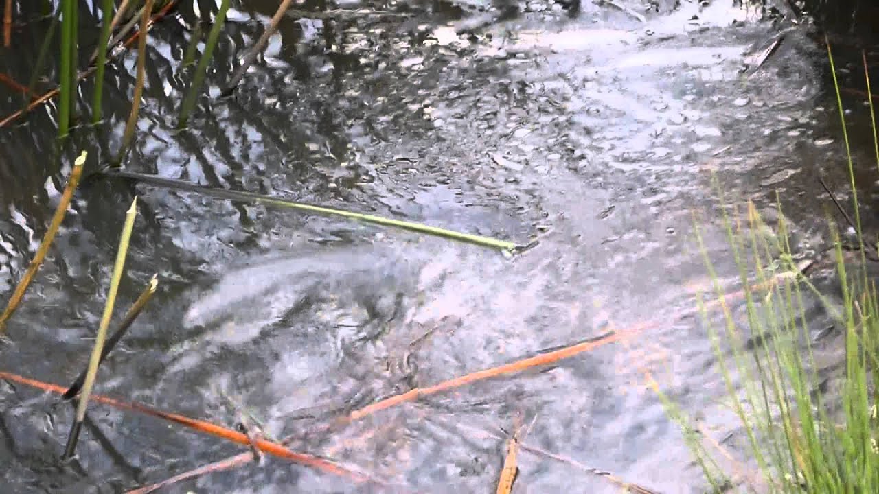 Wild Platypus at Silver Ridge Retreat Accommodation and Resort Mount ...