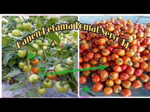 Panen Pertama Tomat Servo F1 - YouTube