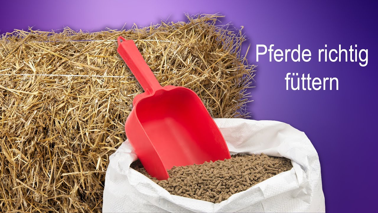 Pferde füttern - aber richtig! - YouTube