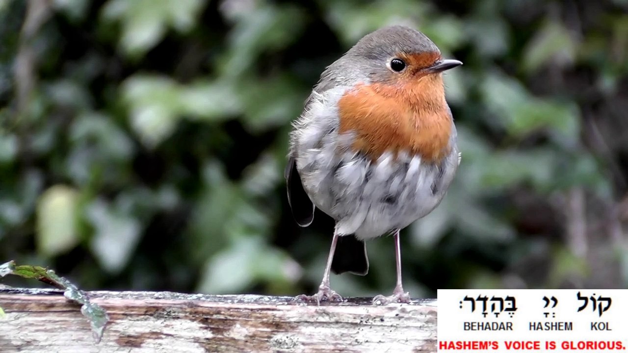 10) Psalm 29 : Rabbi/Cantor Elliot Rosenbaum - YouTube