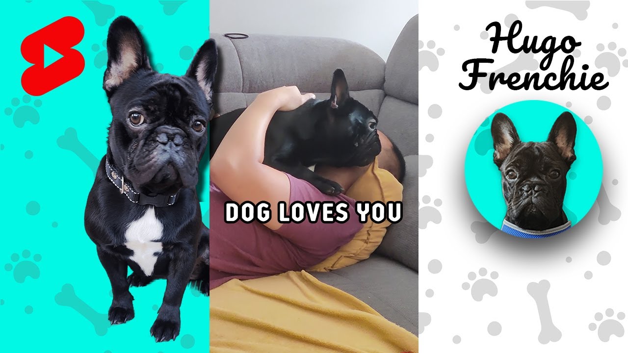 Is Your Dog Same? MUST See Cute Frenchie Signs Of Love - YouTube