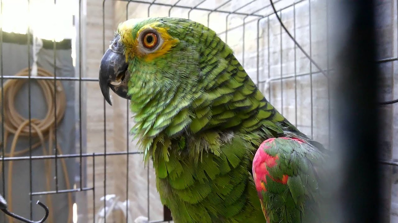 Papagaio falando papagaeis / talkative parrot - YouTube