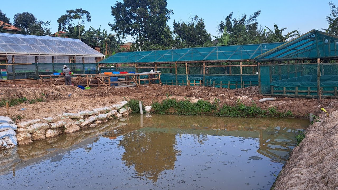 How to build a Multi Million Fish Farm in Kampala - YouTube