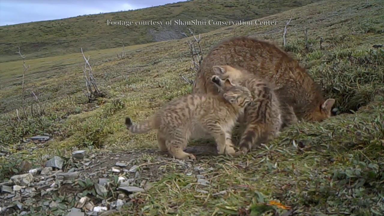 chinese mountain cat hd - YouTube