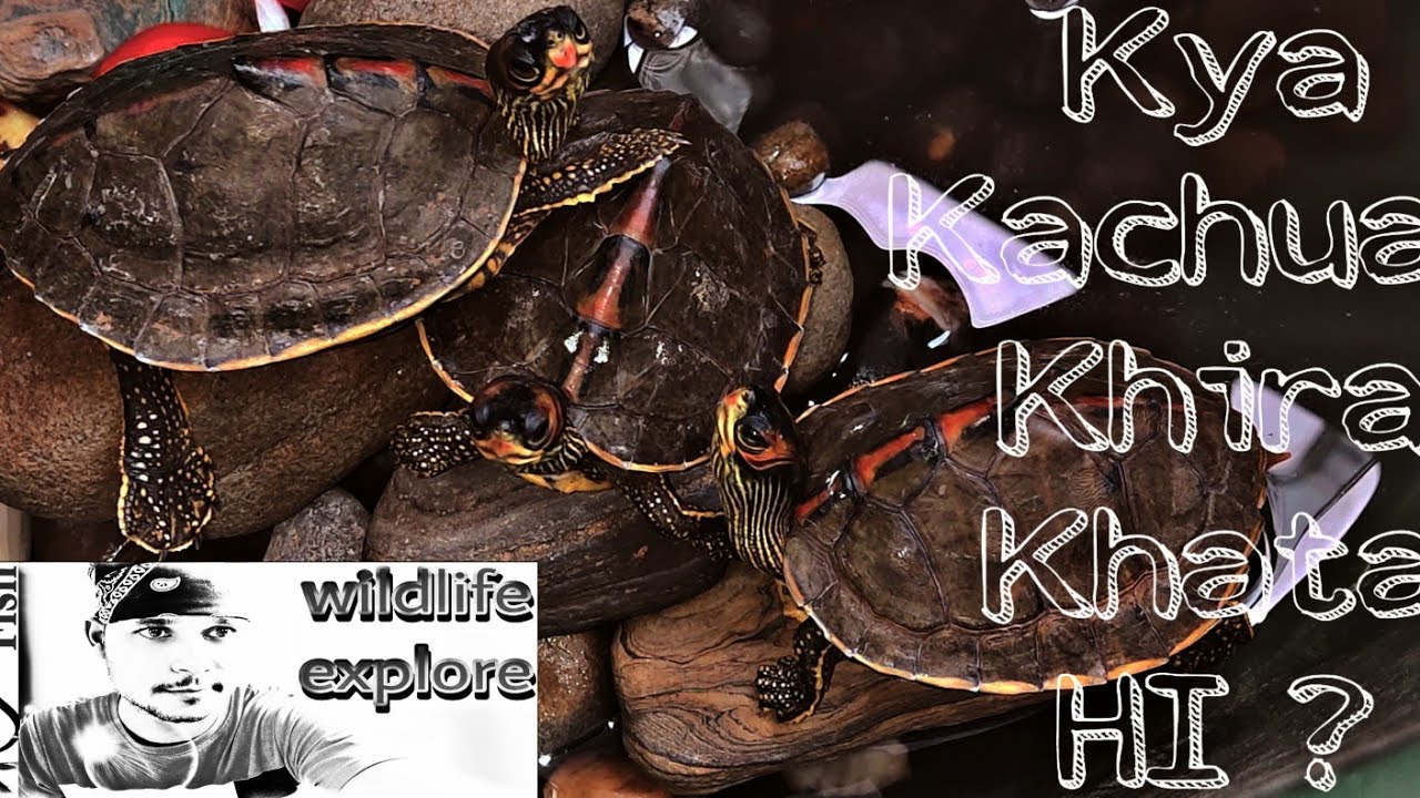 kachua kya khata hai?tortoise food #shorts #food #kachua #animals # ...