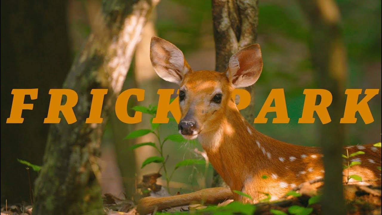 Neighborhoods of Pittsburgh - Frick Park - YouTube