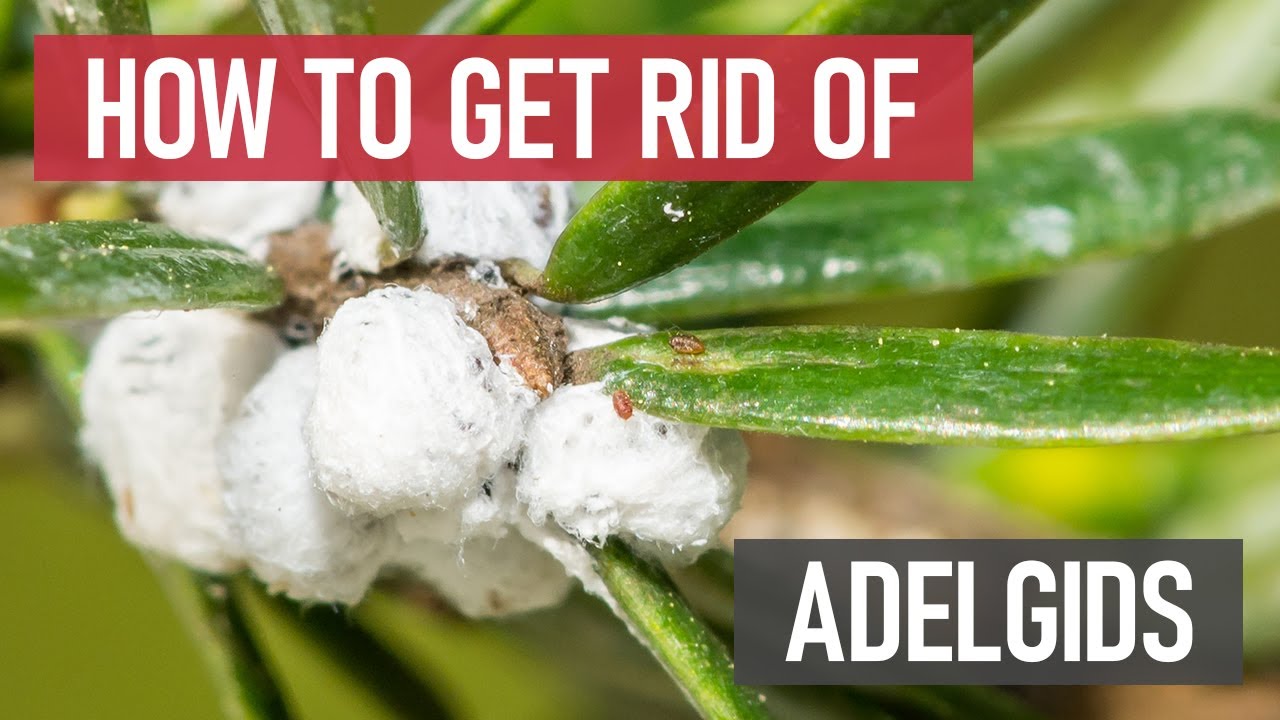 How to Get Rid of Adelgids (inc. Hemlock Woolly Adelgids) | [DIY Pest ...
