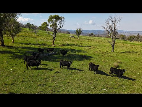 Elders Cooma | ‘Whinstone Valley’ Jerangle/Monaro, NSW - YouTube