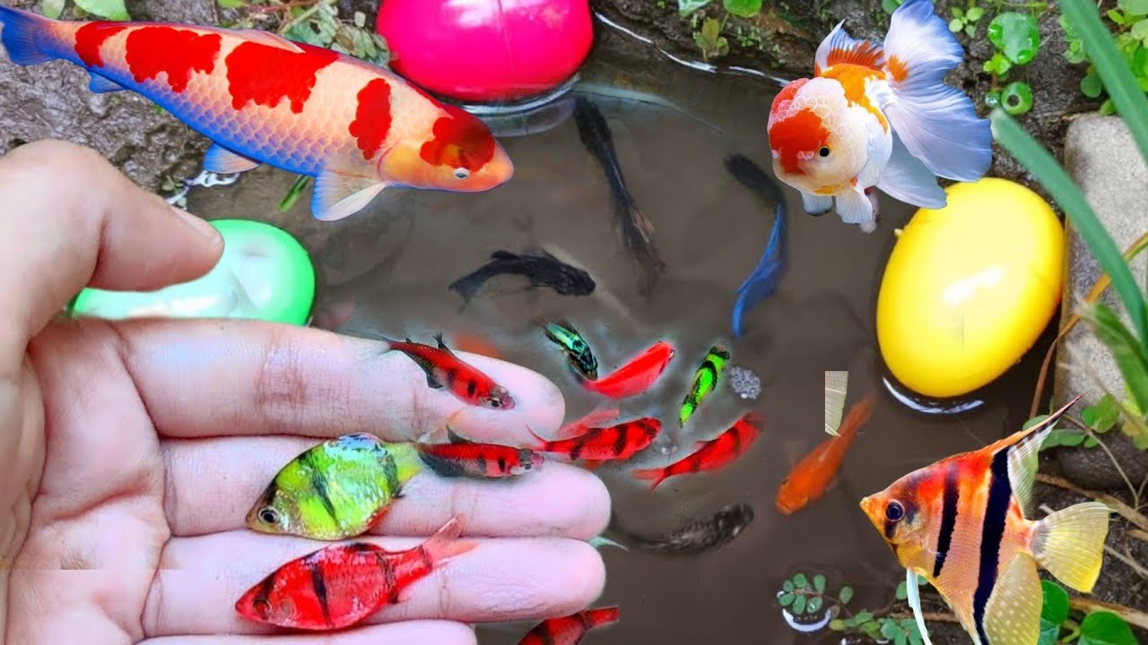 finding ornamental fish koi fish Koki fish catfish betta fish Molly ...