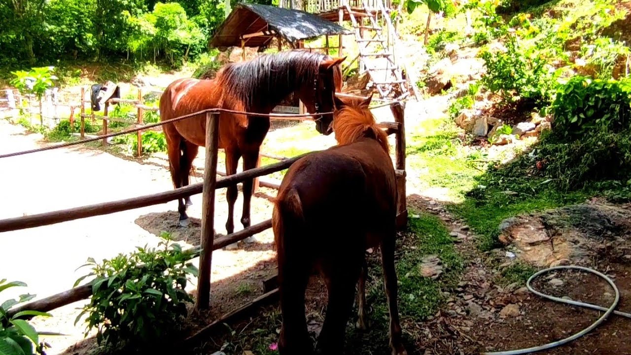 peternakan kuda ini butuh kandang dan tempat bagus agar kuda sehat ...