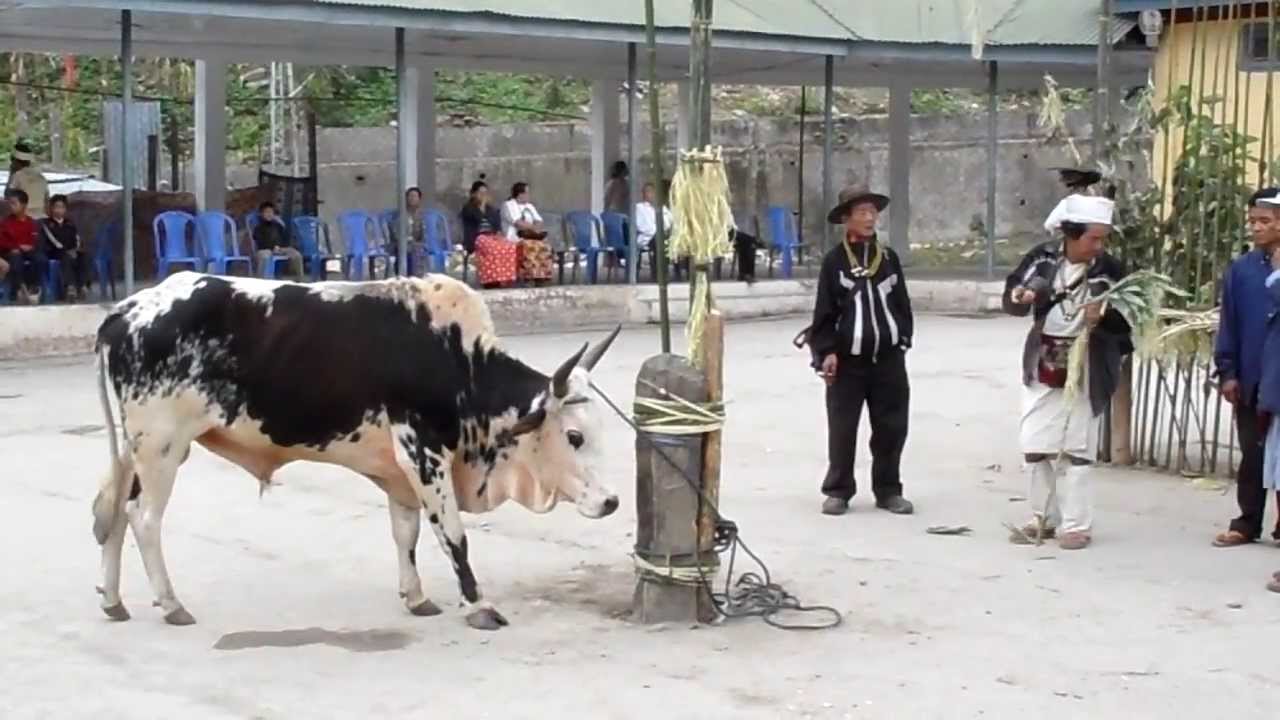 Bull sacrifice at Chindang Miji Festival - YouTube