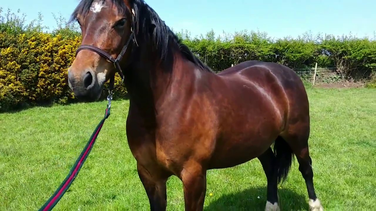 Fantastic Welsh Cob Mare for sale SOLD. - YouTube