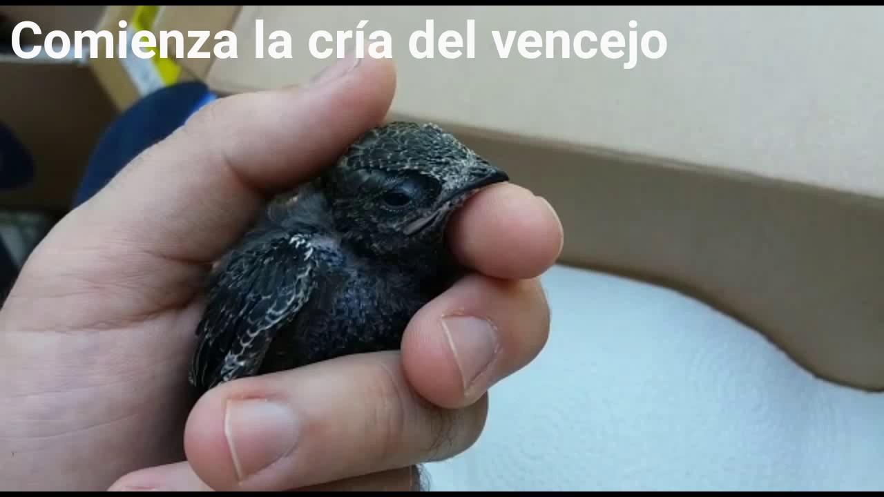 Comienza la cría de vencejos para conseguir que remonten el vuelo - YouTube