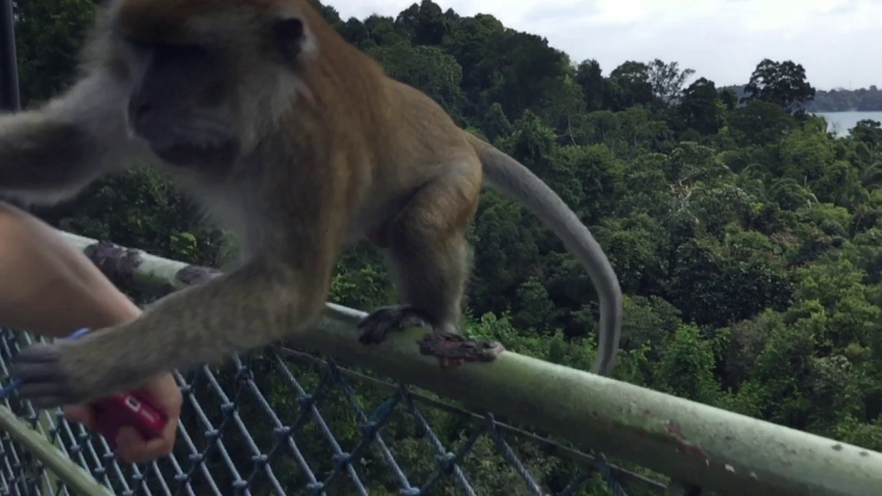 Our monkey encounter -Treetops Walk Singapore - YouTube