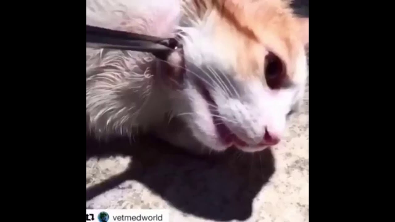 Bot fly removal from cats #satisfyingVideos - YouTube