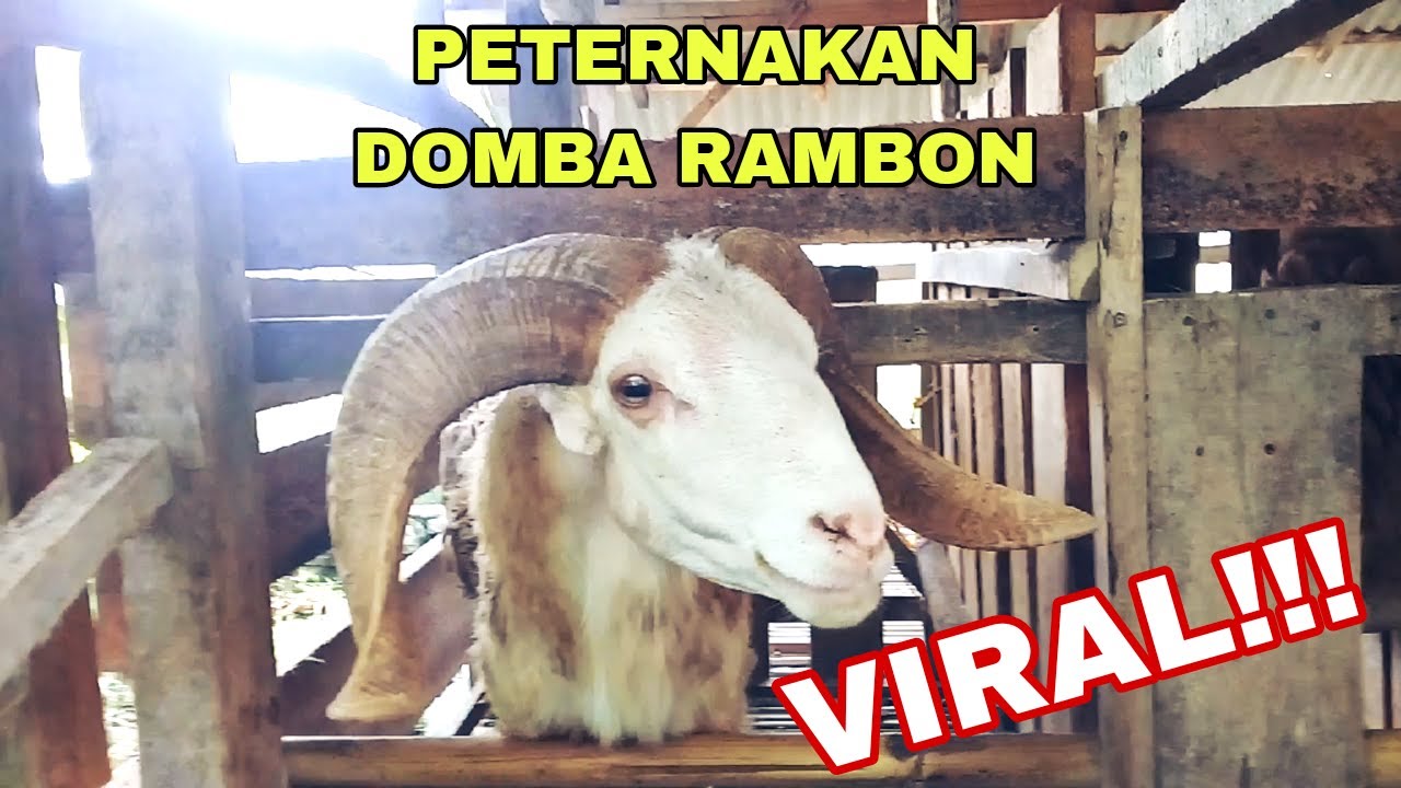 PETERNAKAN DOMBA RAMBON - YouTube