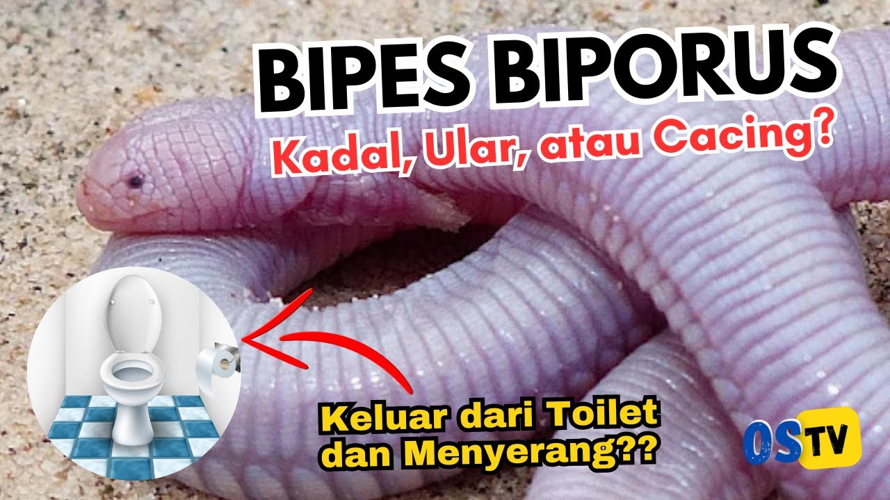 BIPES BIPORUS: Ini sebenarnya makhluk apa sih? Reptil atau Cacing? - YouTube