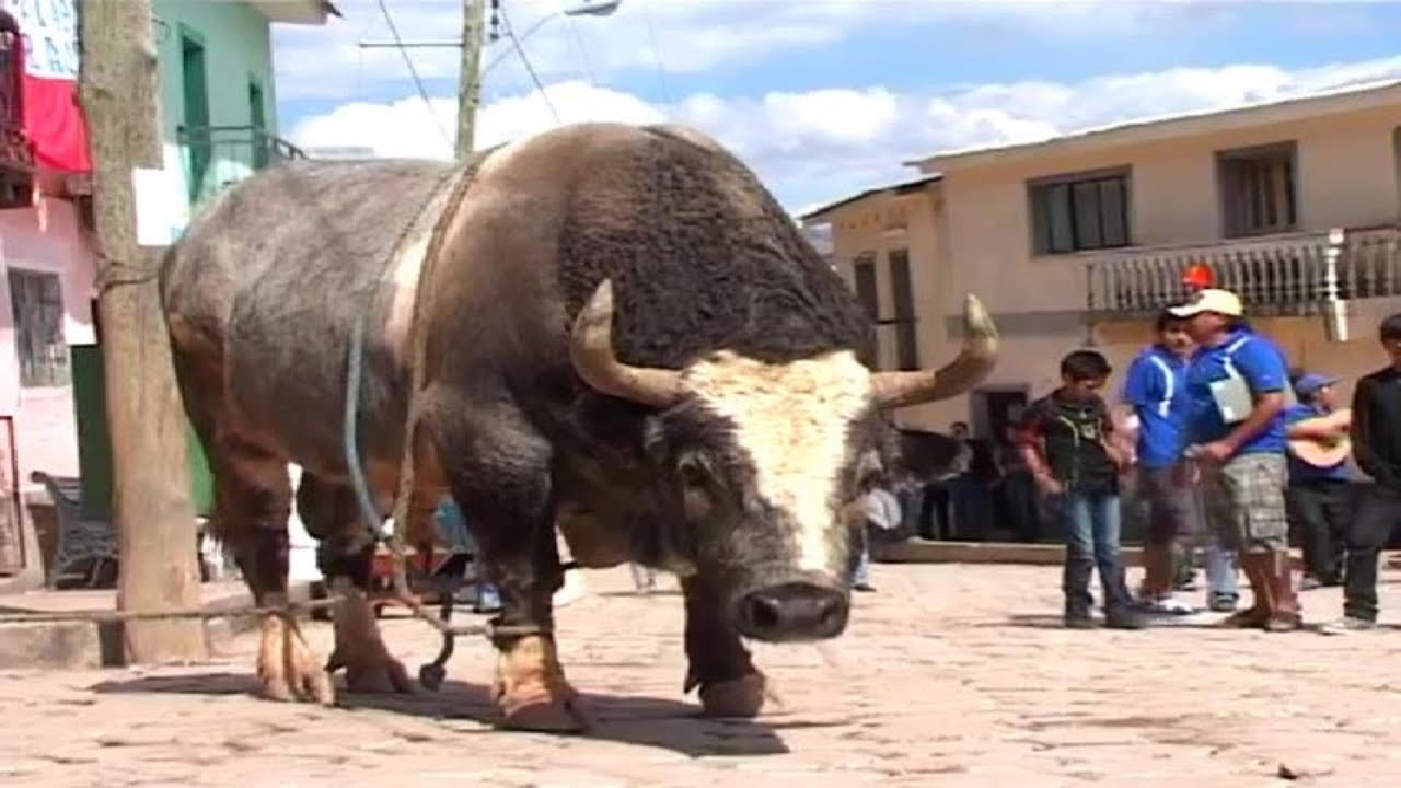 TORO TINKU DE SAN PEDRO DE BUENA VISTA 2013 - YouTube
