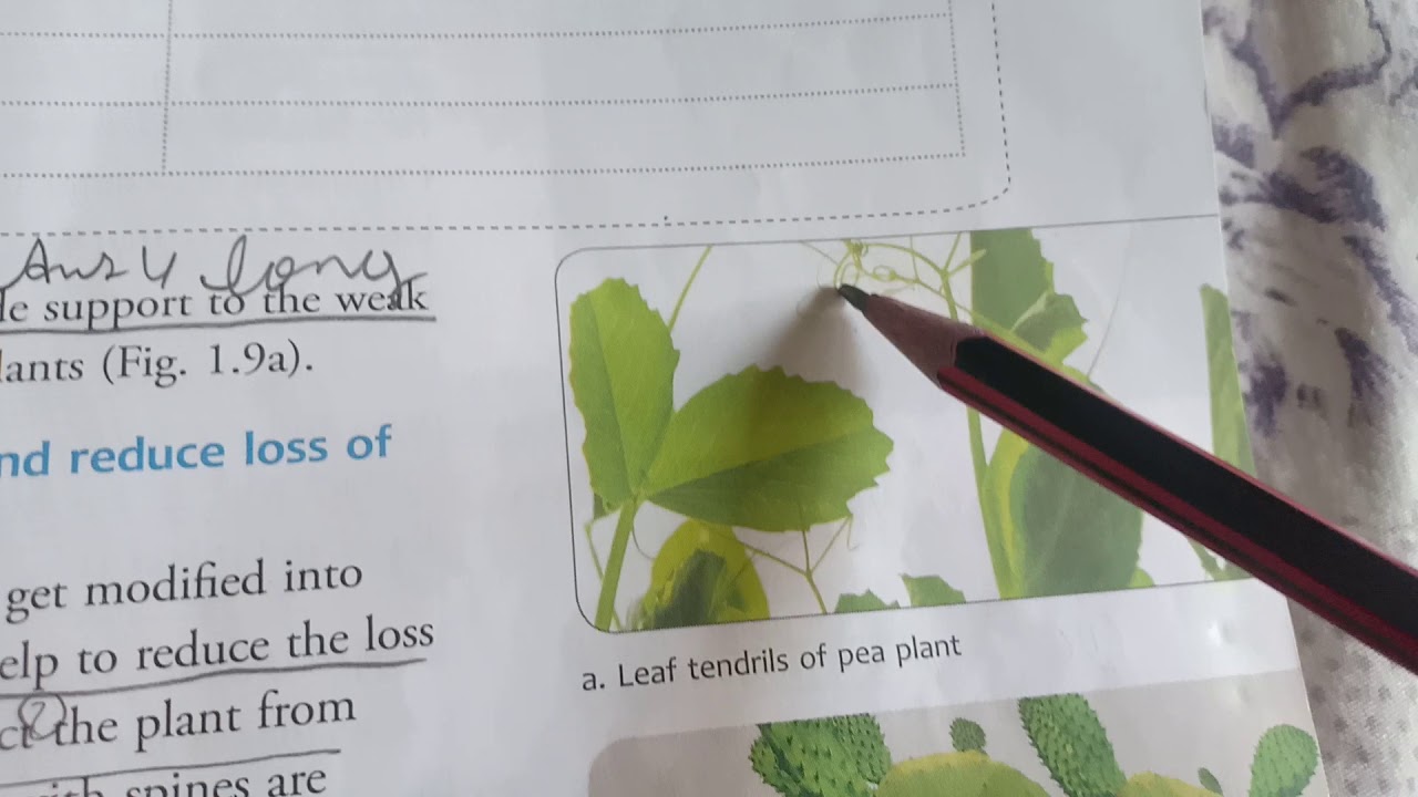 Modifications Of Leaf YouTube Modifications Of Leaf YouTube