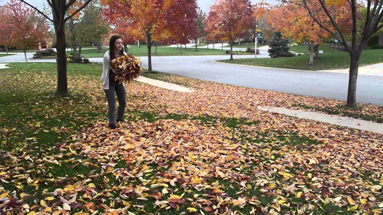 KC the leaf flipping Golden Retriever - YouTube