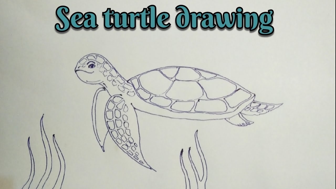 Sea turtle drawing l easy drawing l step by step - YouTube