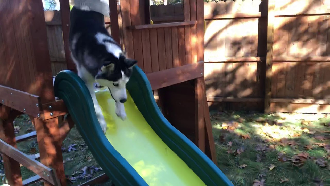 Husky Climbing Ladder and using Slide - YouTube