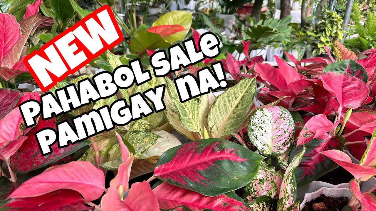 PAHABOL SALE PAMIGAY AGAD! - YouTube