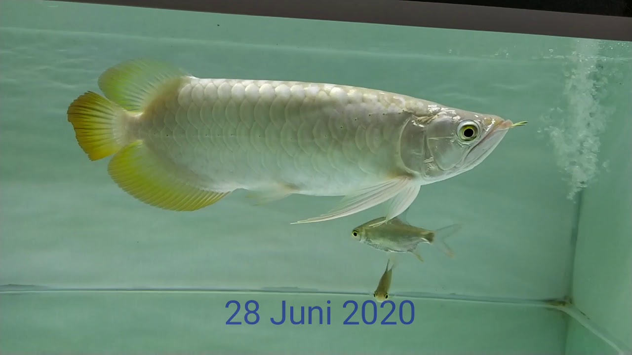 ARWANA GOLDEN RED 24K setelah 8 bulan - YouTube