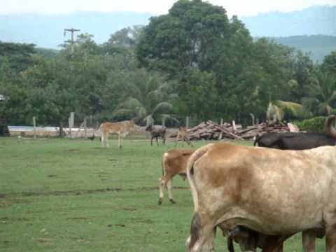 Vacas gyr y cebú en Tarapoto - Perú - YouTube