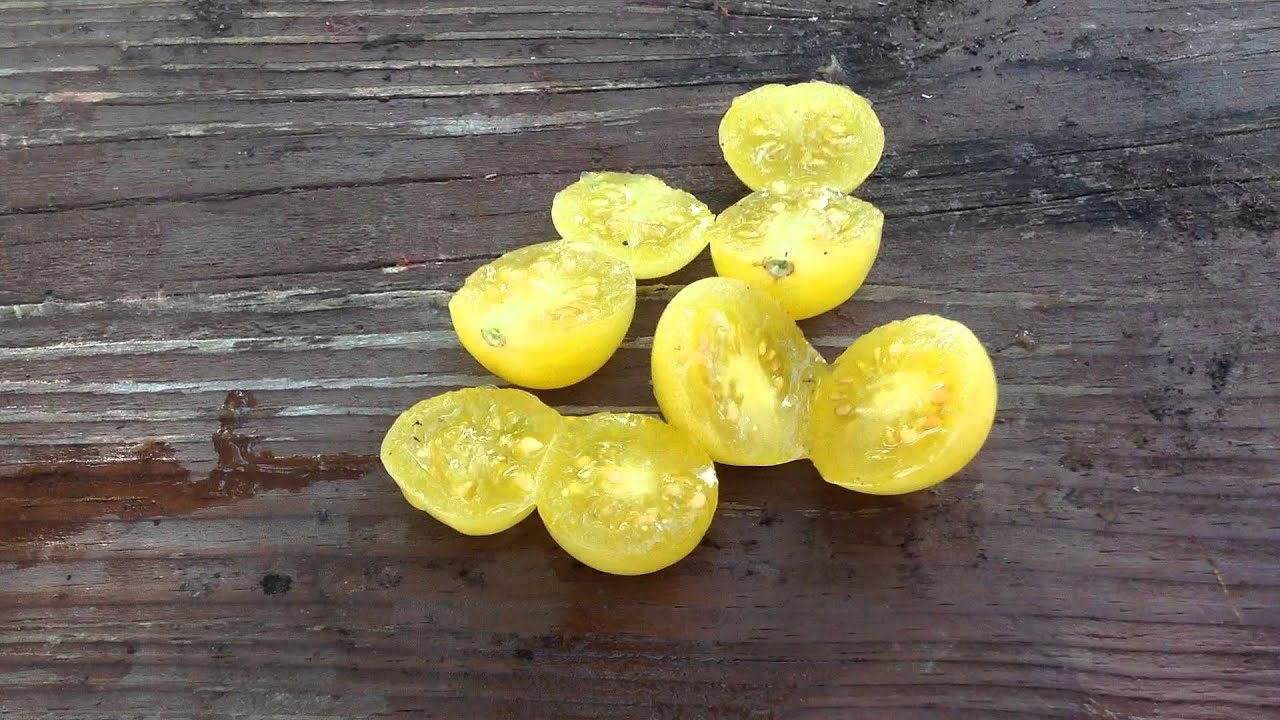 Snow White Cherry Tomato Delicious And Fruity - YouTube