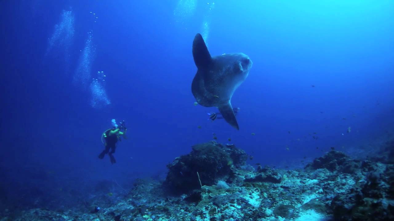 Mola-mola (Sunfish) in Nusa Penida, Bali - September 2013 - YouTube