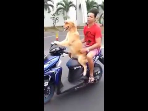 Inacreditável, um cachorro pilotando uma moto?