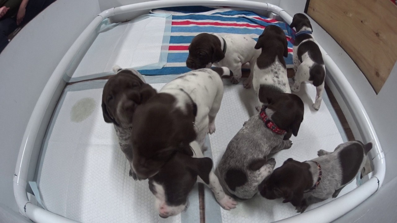 GSP Puppies at 3 Weeks - YouTube