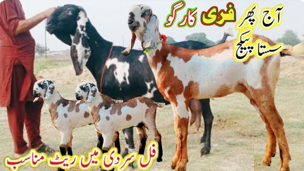 Madrasa Mandi 2024 / makhi cheena breed goats/Mujtaba Goat Farm Luddan ...