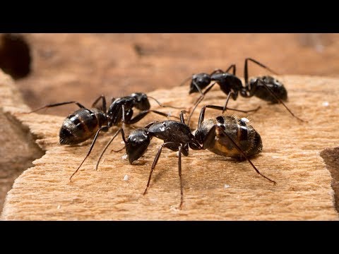 Ants vs Snake - YouTube