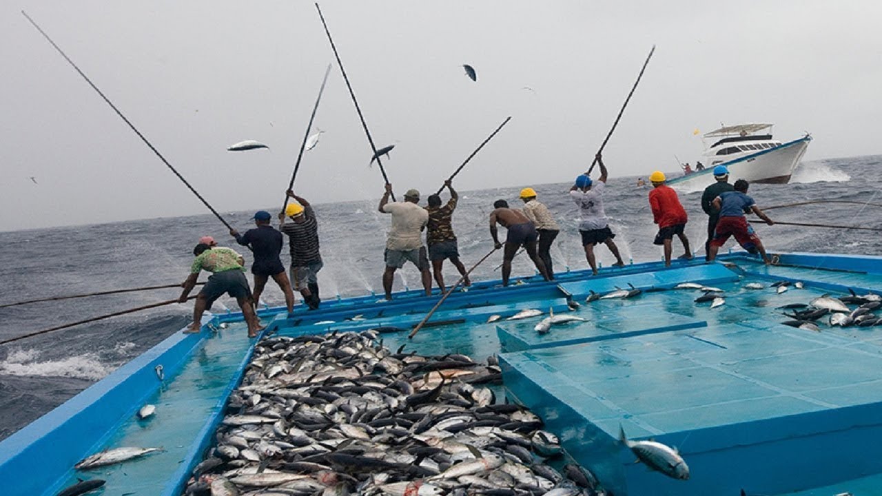 Pesca Peces Grandes Animales Marinos - YouTube