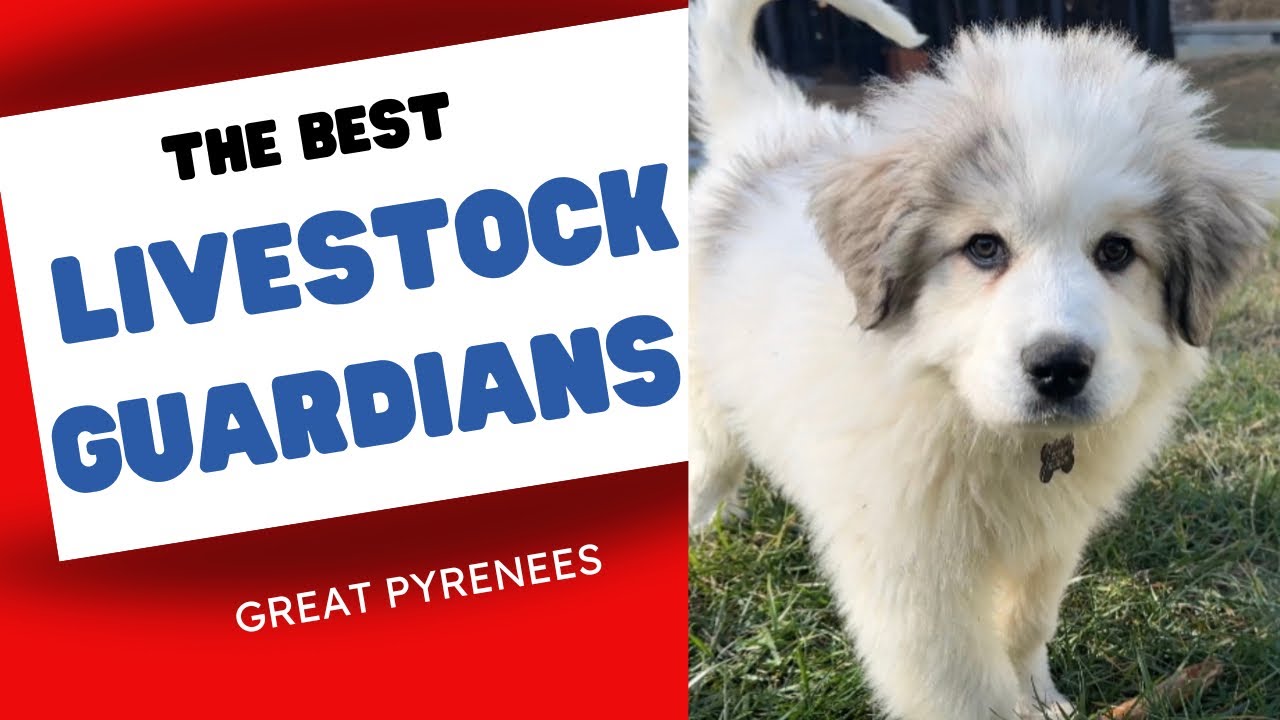 Why YOU Need Great Pyrenees to PROTECT Your Animals, Home, & Family ...