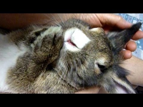 Bunny relaxed - YouTube