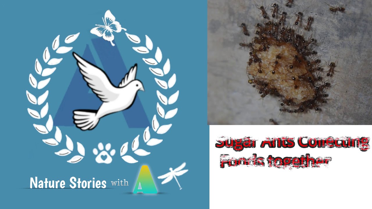 Unity is the Strength | Ants Motivation | Ants collecting foods - YouTube