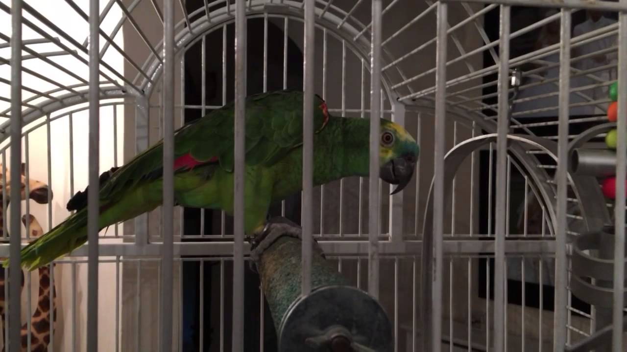Crazy parrot with Tourettes Syndrome - YouTube