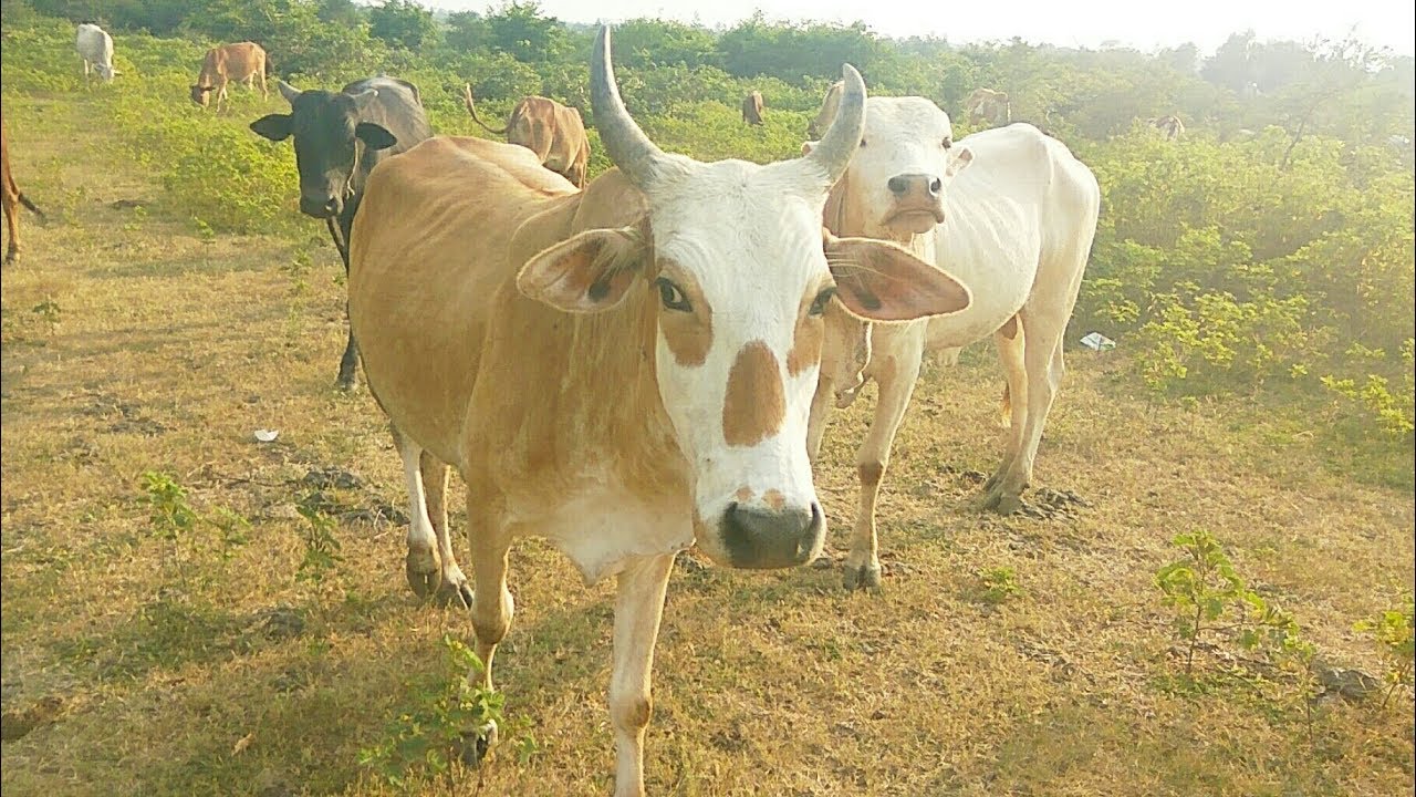 Cow Videos for Kids | Cow Video with Mooing Sound for Kids & Parents ...