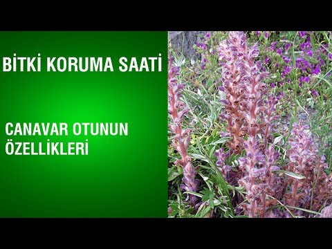 Bitki Koruma Saati - Canavar Otunun Özellikleri