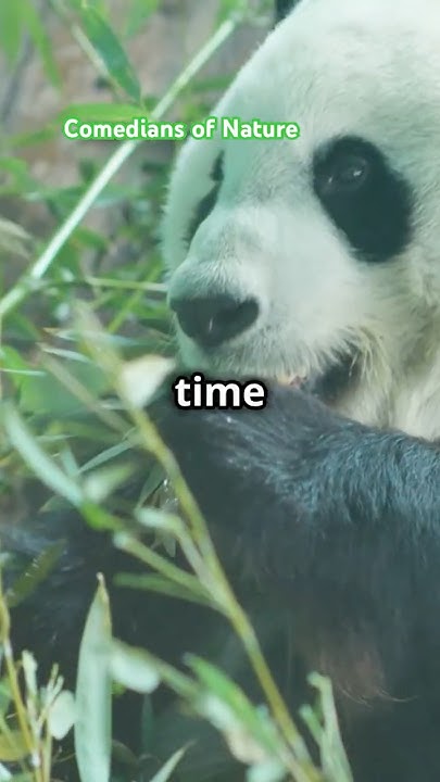 Comedian Panda #animals #facts #funny #save #wildlife #fun #bear #Panda ...