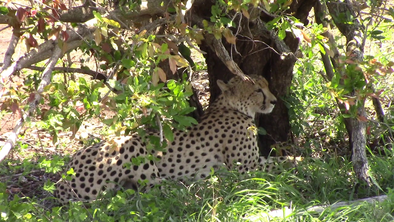 Cheetah near Phabeni Gate, Kruger National Park - YouTube