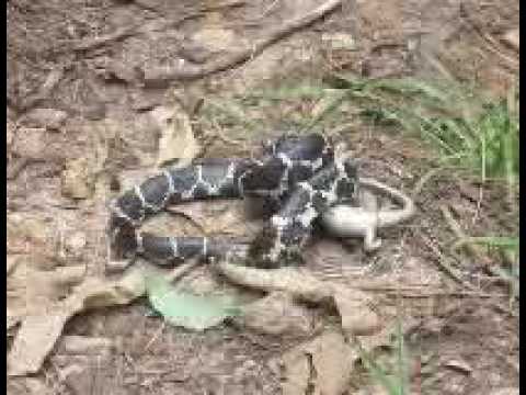 Snake Video Eating Lizard - YouTube